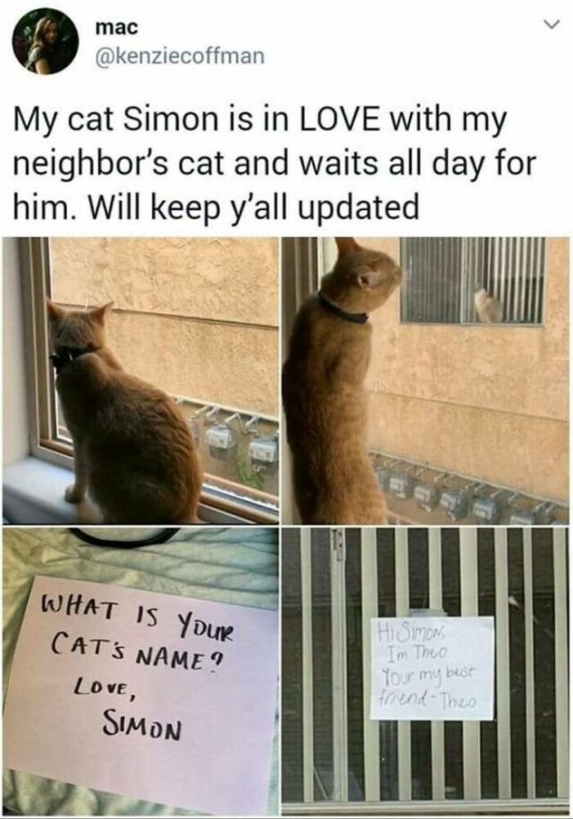 30 Adorable Animal Memes That Might Melt Your Heart And Make You Laugh ...