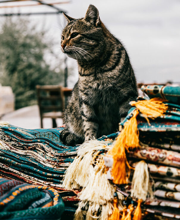 20 Random And Witty Cat Commandments Their Owners Shared Online | DeMilked