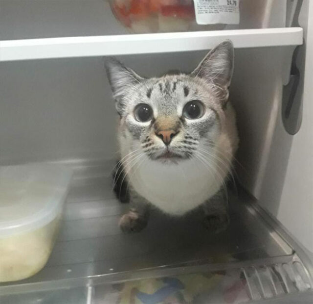 20 Random And Witty Cat Commandments Their Owners Shared Online | DeMilked