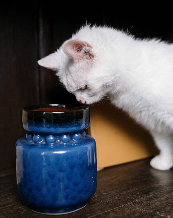 20 Random And Witty Cat Commandments Their Owners Shared Online | DeMilked