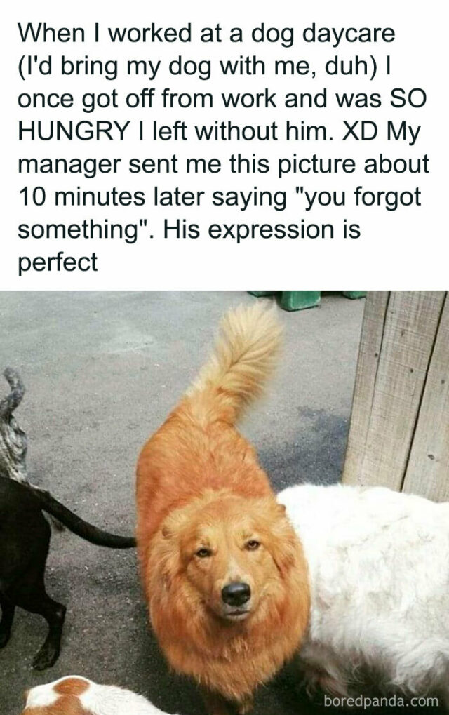 30 Rib-Tickling Memes Every Dog Lover Would Love, As Shared On This ...