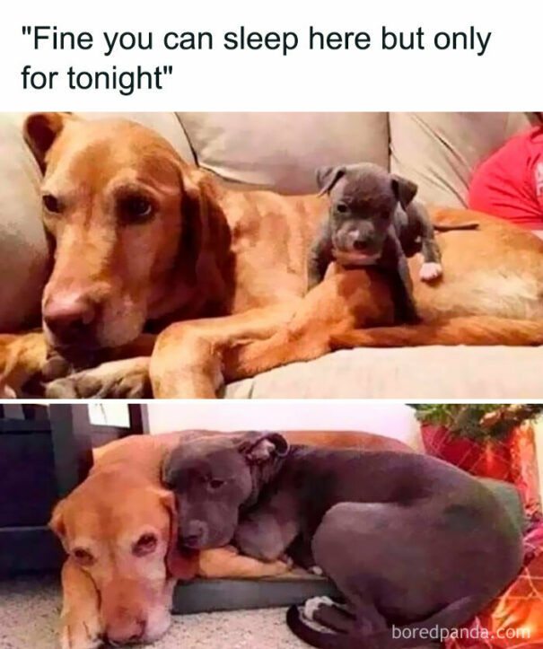 30 Rib-Tickling Memes Every Dog Lover Would Love, As Shared On This Facebook Page | DeMilked