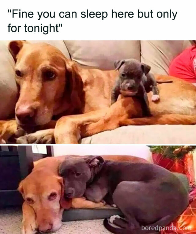 30 Rib-Tickling Memes Every Dog Lover Would Love, As Shared On This ...