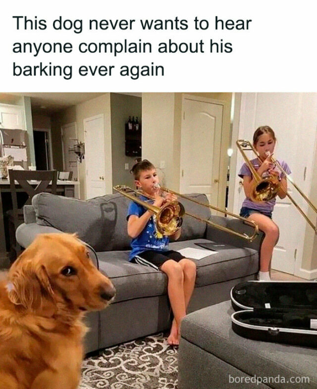 30 Rib-Tickling Memes Every Dog Lover Would Love, As Shared On This ...