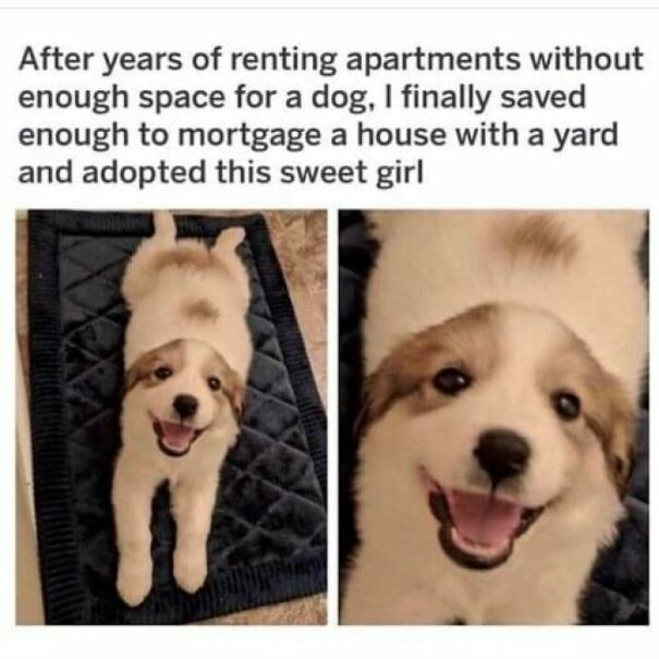 30 Rib-Tickling Memes Every Dog Lover Would Love, As Shared On This ...