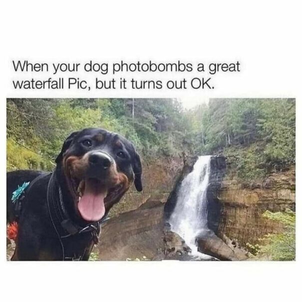 30 Rib-Tickling Memes Every Dog Lover Would Love, As Shared On This Facebook Page | DeMilked