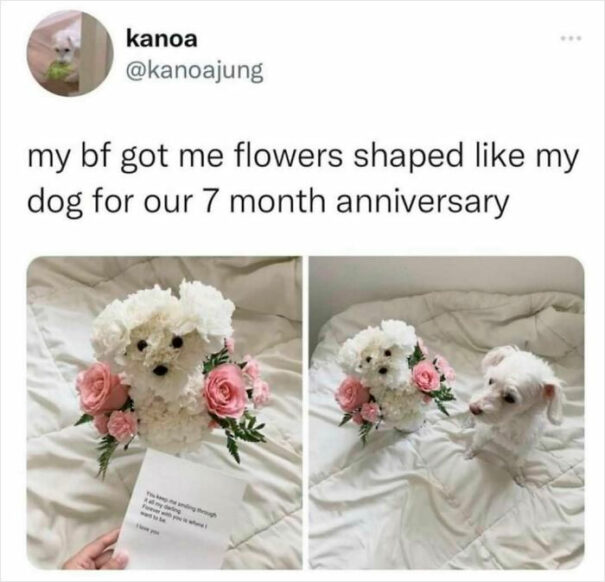 30 Rib-Tickling Memes Every Dog Lover Would Love, As Shared On This ...