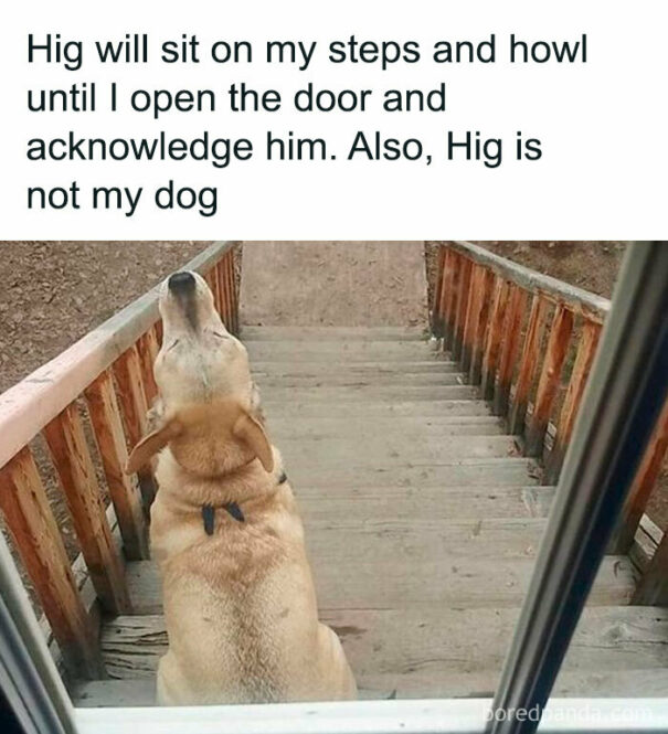 30 Rib-Tickling Memes Every Dog Lover Would Love, As Shared On This ...