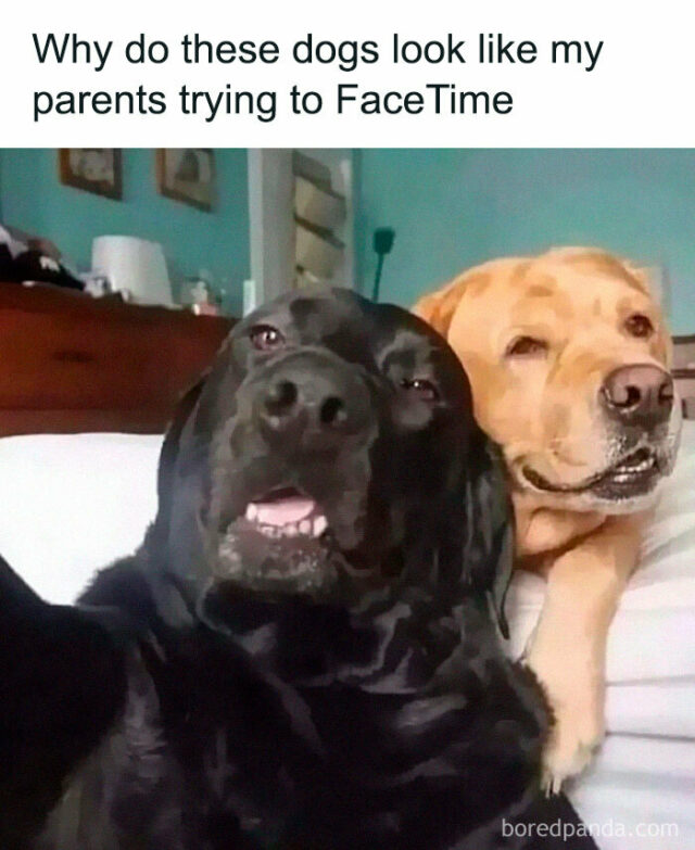 30 Rib-Tickling Memes Every Dog Lover Would Love, As Shared On This ...