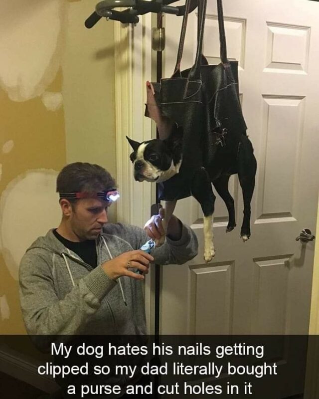 30 Rib-Tickling Memes Every Dog Lover Would Love, As Shared On This ...