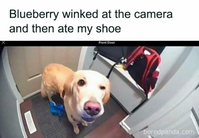 30 Rib-Tickling Memes Every Dog Lover Would Love, As Shared On This ...