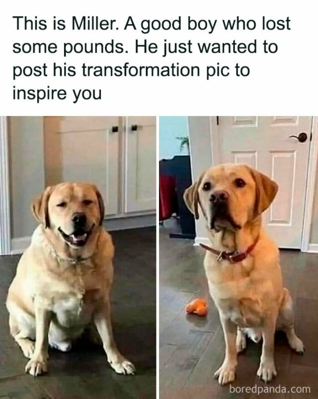 30 Rib-Tickling Memes Every Dog Lover Would Love, As Shared On This ...