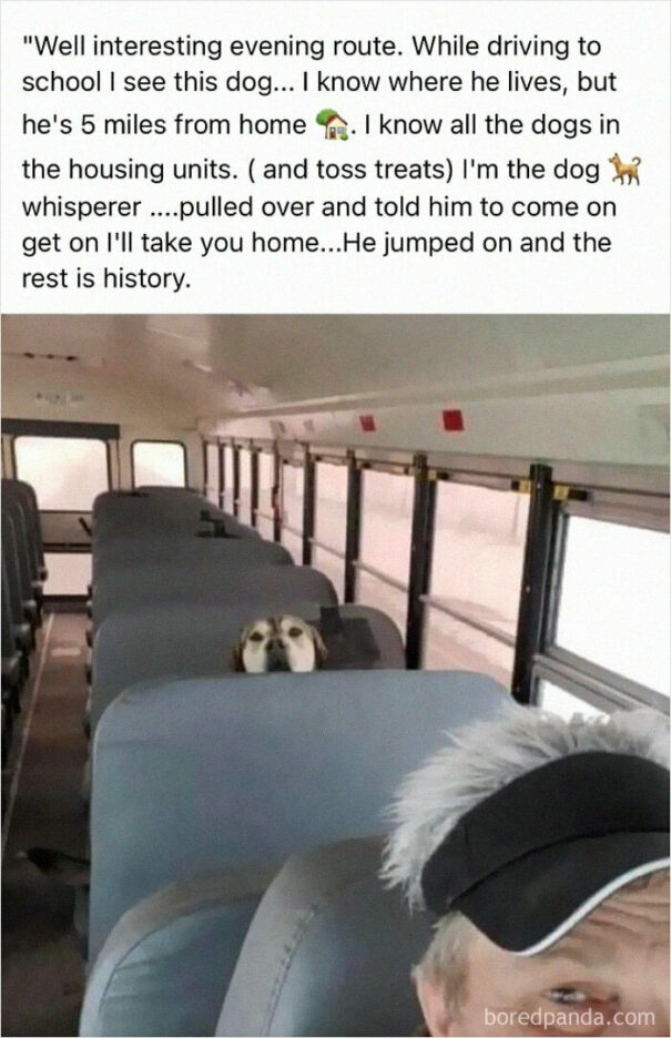 30 Rib-Tickling Memes Every Dog Lover Would Love, As Shared On This ...