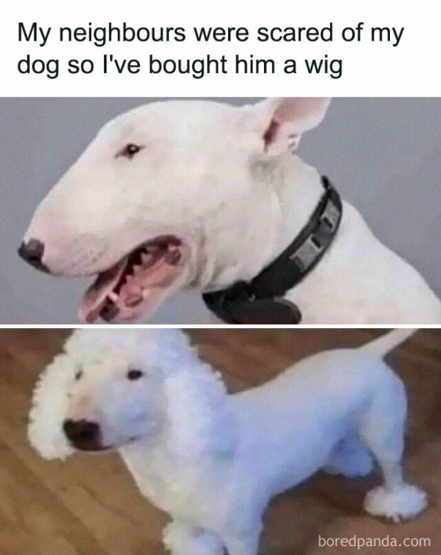 30 Rib-Tickling Memes Every Dog Lover Would Love, As Shared On This ...