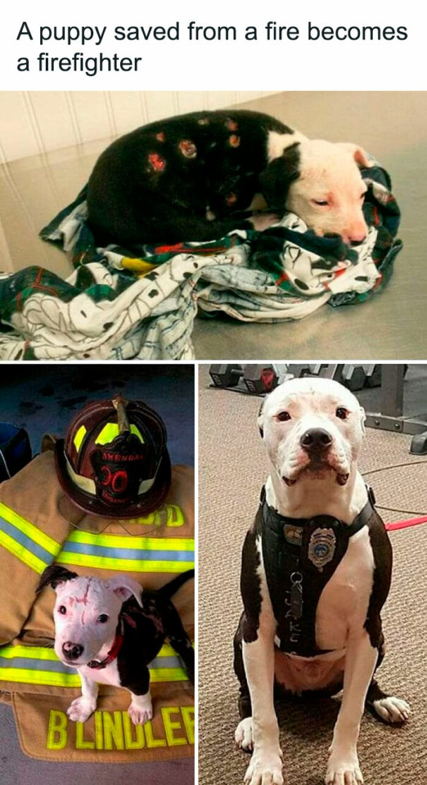 30 Rib-Tickling Memes Every Dog Lover Would Love, As Shared On This ...