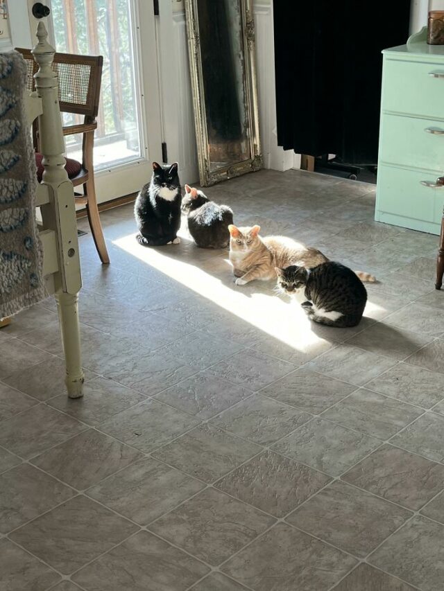 This Online Group Shares Funny Pics Of Cats Fitting Into Weird And Tiny ...