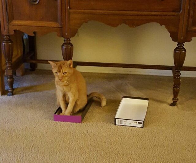 This Online Group Shares Funny Pics Of Cats Fitting Into Weird And Tiny ...
