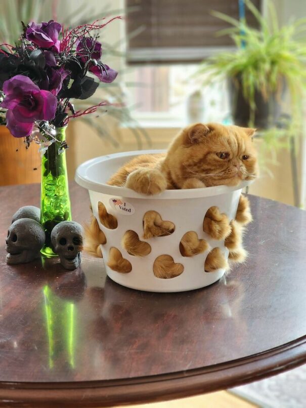 This Online Group Shares Funny Pics Of Cats Fitting Into Weird And Tiny ...