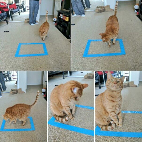 This Online Group Shares Funny Pics Of Cats Fitting Into Weird And Tiny ...