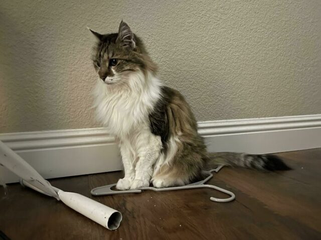 This Online Group Shares Funny Pics Of Cats Fitting Into Weird And Tiny ...