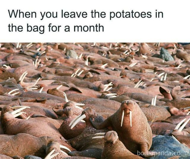 This Meme Page Touches On Anything And Everything (30 Posts) | DeMilked