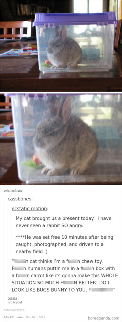 30 Adorable And Cute Memes For People Who Are “Obsessed With Animals ...
