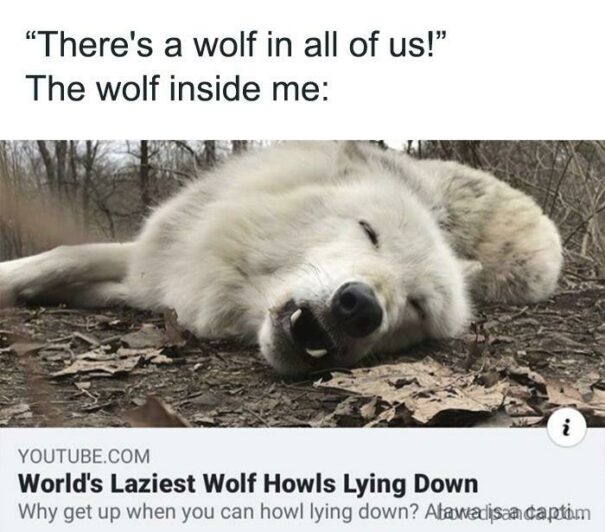 30 Adorable And Cute Memes For People Who Are “Obsessed With Animals ...