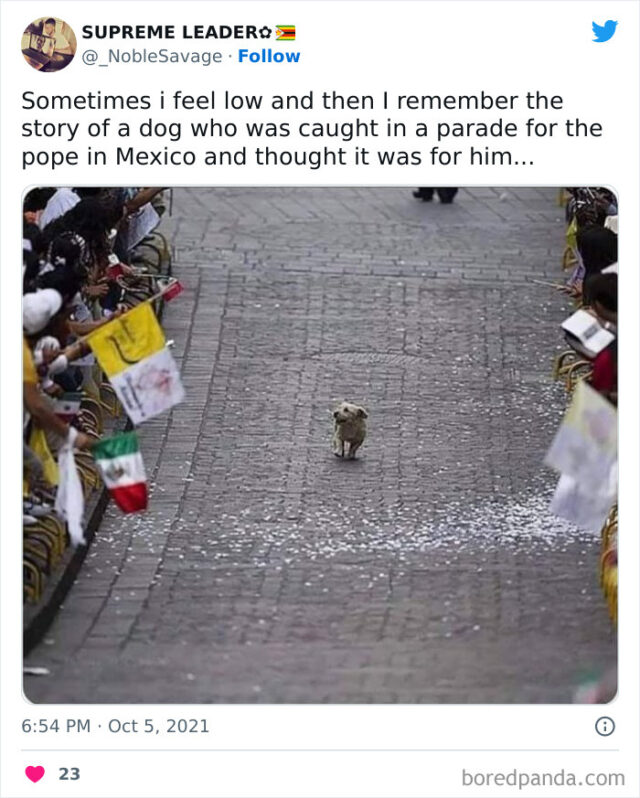 30 Adorable And Cute Memes For People Who Are “Obsessed With Animals ...