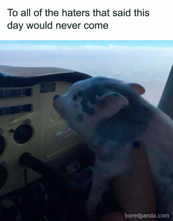 30 Adorable And Cute Memes For People Who Are “Obsessed With Animals ...