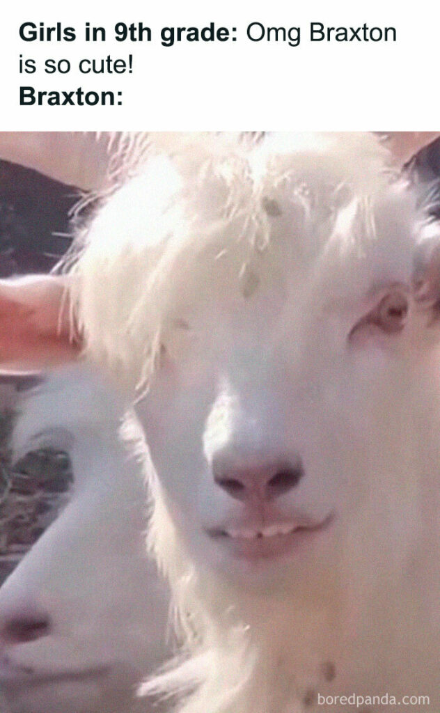30 Adorable And Cute Memes For People Who Are “Obsessed With Animals ...