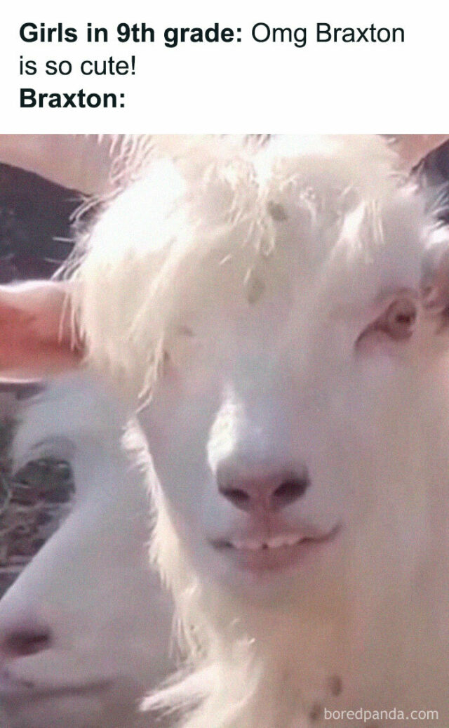 30 Adorable And Cute Memes For People Who Are “Obsessed With Animals ...