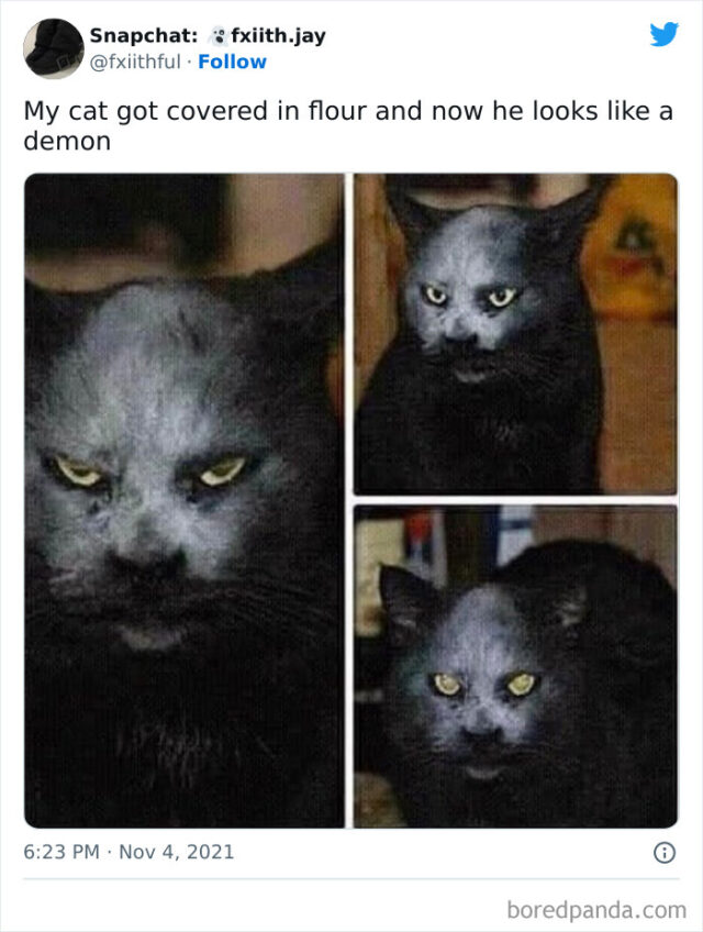 30 Adorable And Cute Memes For People Who Are “Obsessed With Animals ...