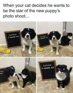30 Adorable And Cute Memes For People Who Are “Obsessed With Animals ...
