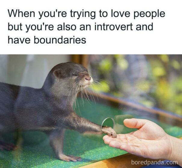 30 Adorable And Cute Memes For People Who Are “Obsessed With Animals ...