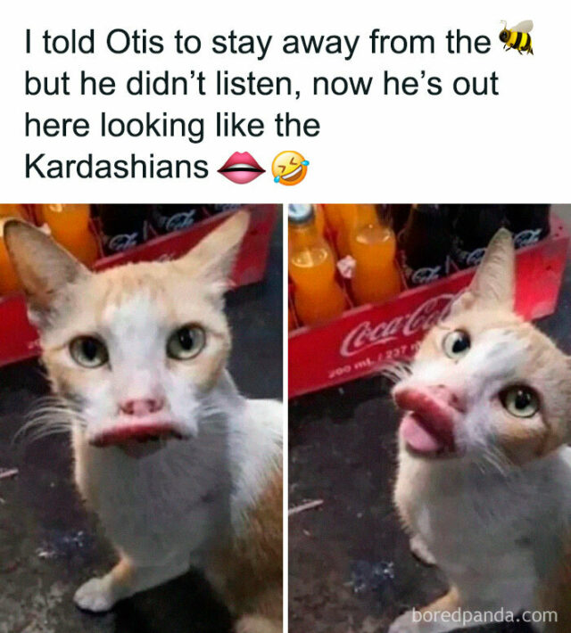 30 Pawsitively Adorable Cat Memes To Brighten Your Day | DeMilked