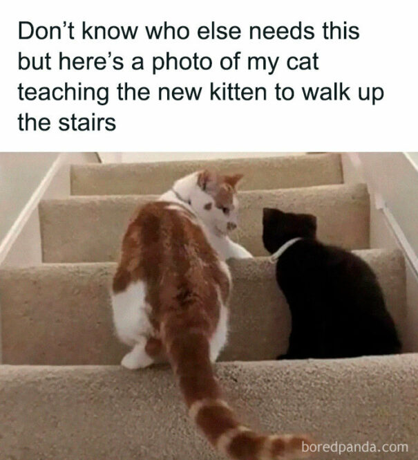 30 Pawsitively Adorable Cat Memes To Brighten Your Day | DeMilked