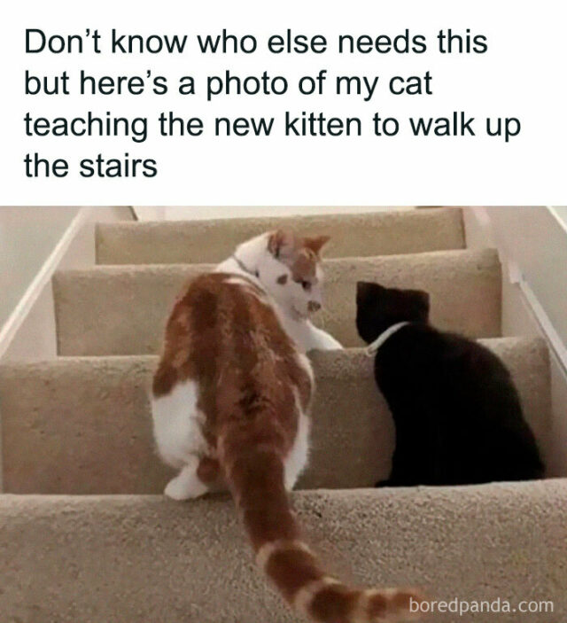 30 Pawsitively Adorable Cat Memes To Brighten Your Day | DeMilked