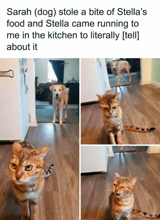 30 Pawsitively Adorable Cat Memes To Brighten Your Day | DeMilked