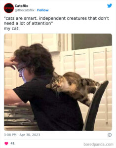 30 Pawsitively Adorable Cat Memes To Brighten Your Day | DeMilked