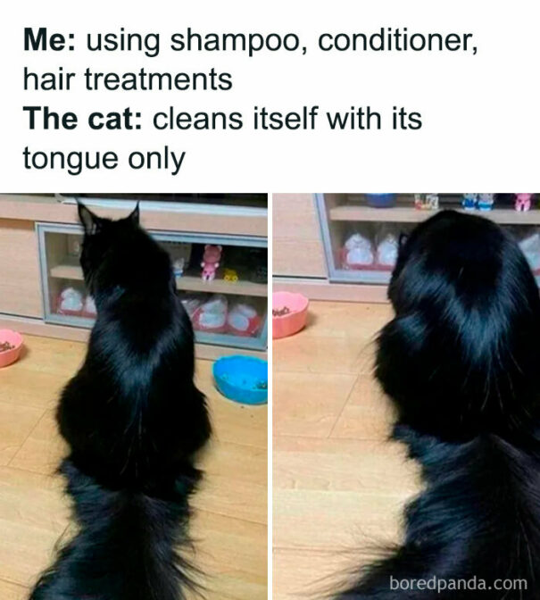 30 Pawsitively Adorable Cat Memes To Brighten Your Day | DeMilked