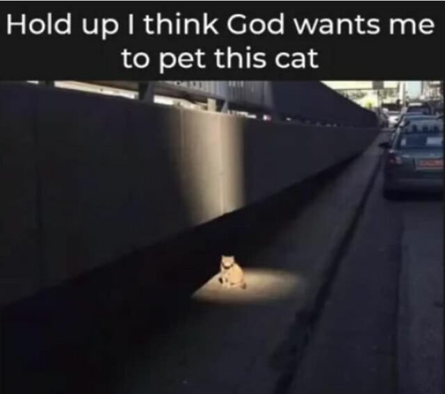 30 Pawsitively Adorable Cat Memes To Brighten Your Day | DeMilked