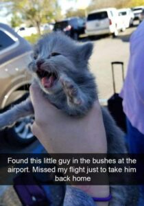30 Pawsitively Adorable Cat Memes To Brighten Your Day | DeMilked