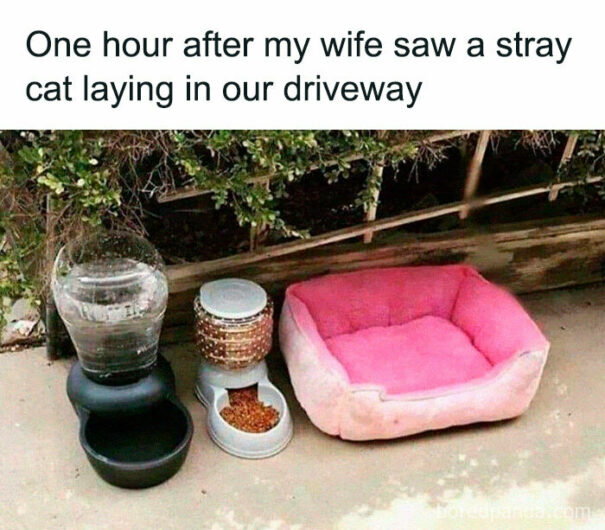 30 Pawsitively Adorable Cat Memes To Brighten Your Day | DeMilked