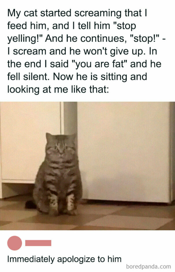 30 Pawsitively Adorable Cat Memes To Brighten Your Day | DeMilked
