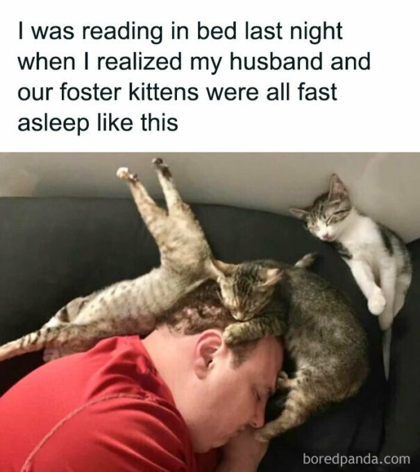 30 Pawsitively Adorable Cat Memes To Brighten Your Day | DeMilked