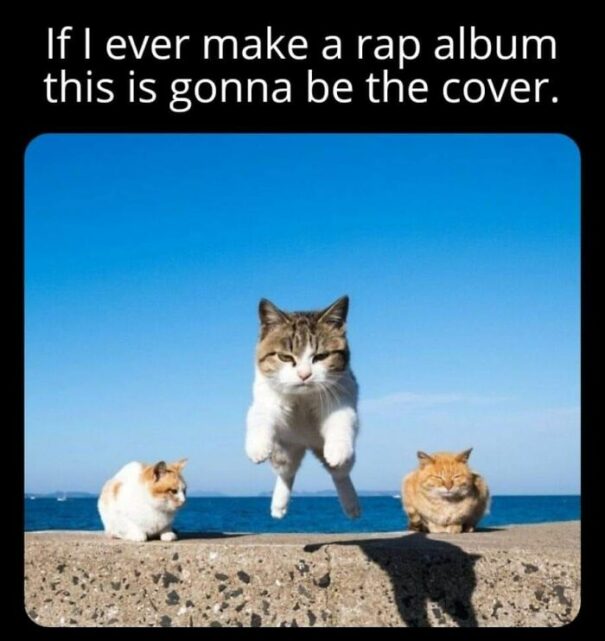 30 Pawsitively Adorable Cat Memes To Brighten Your Day | DeMilked