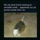 30 Pawsitively Adorable Cat Memes To Brighten Your Day | DeMilked