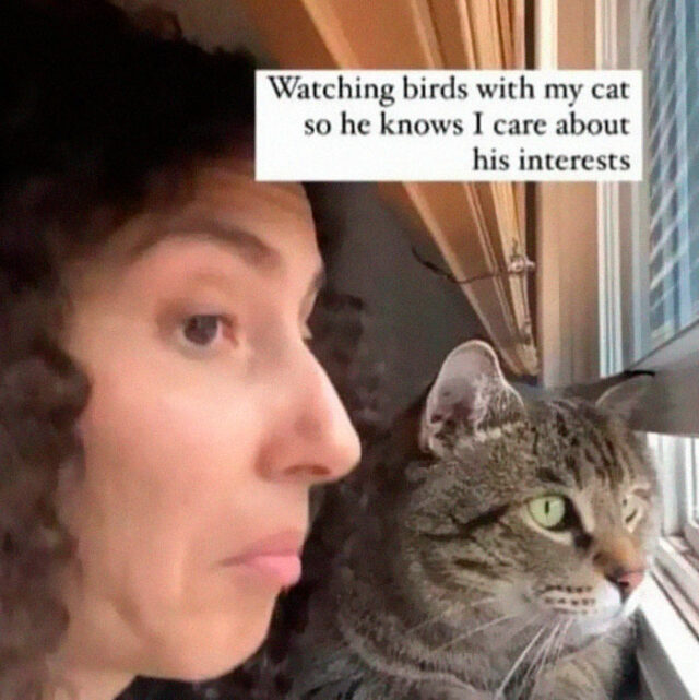 30 Pawsitively Adorable Cat Memes To Brighten Your Day | DeMilked