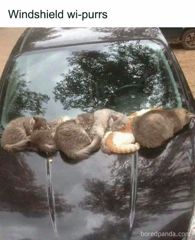 30 Pawsitively Adorable Cat Memes To Brighten Your Day | DeMilked