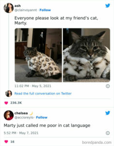 30 Pawsitively Adorable Cat Memes To Brighten Your Day | DeMilked